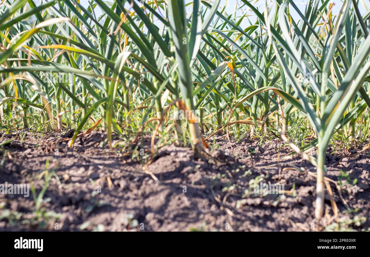 Garlic field in the landscape. Organic garlic grown in the countryside ...