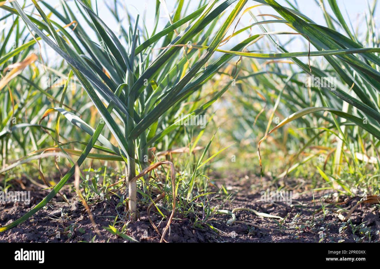 Garlic field in the landscape. Organic garlic grown in the countryside ...