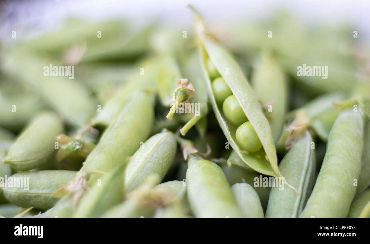Lots of green peas. Unpeeled young green peas close-up. Green ...