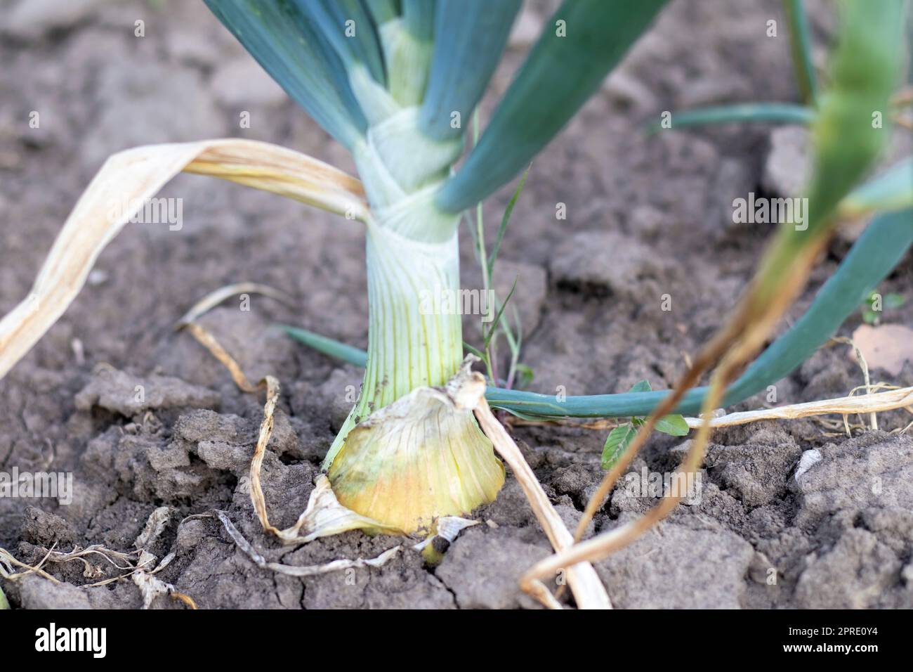 Onions are grown on soil in plots. Rows on the field in the ...
