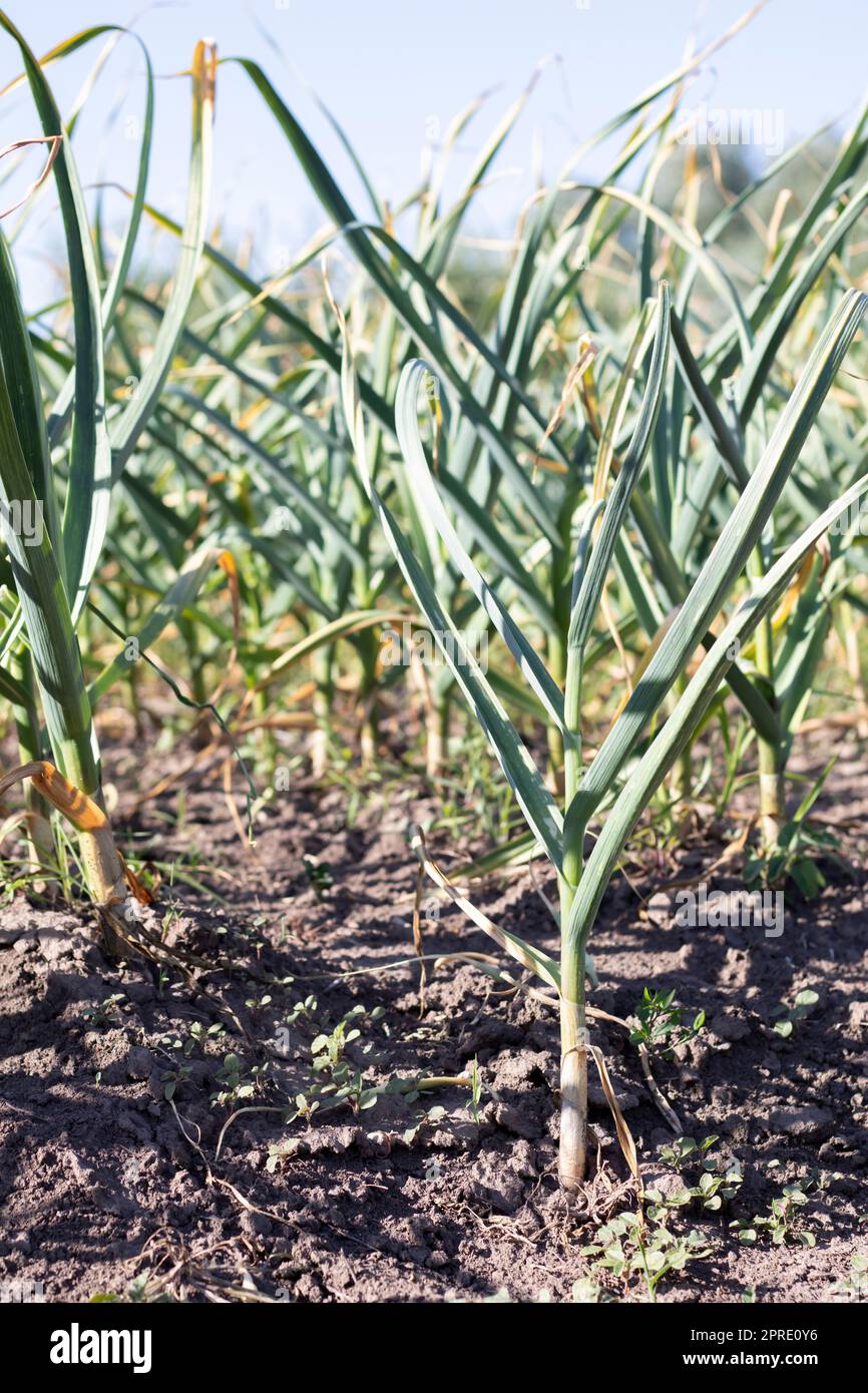 Garlic field in the landscape. Organic garlic grown in the countryside ...