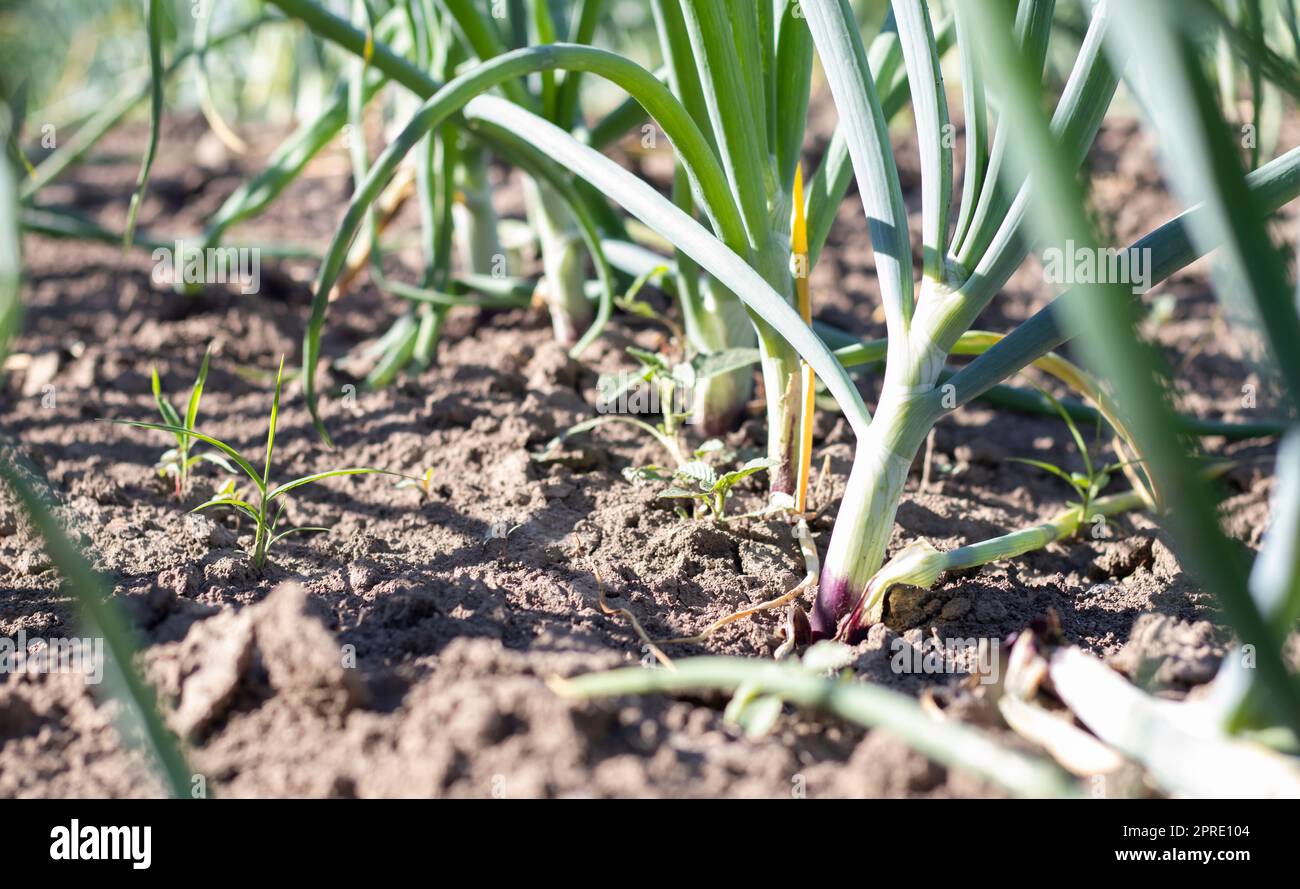 Onions are grown on soil in plots. Rows on the field in the ...
