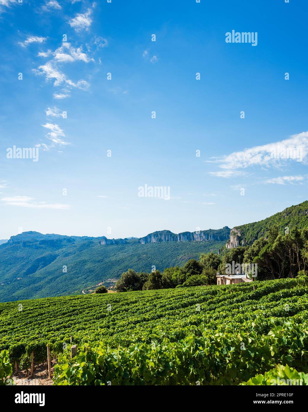 Cultivation of a vineyard in the mountains. Agriculture Stock Photo - Alamy