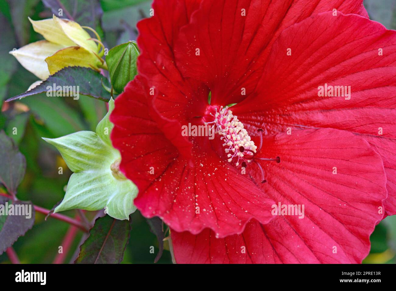 Red hibiscus bud hi-res stock photography and images - Alamy