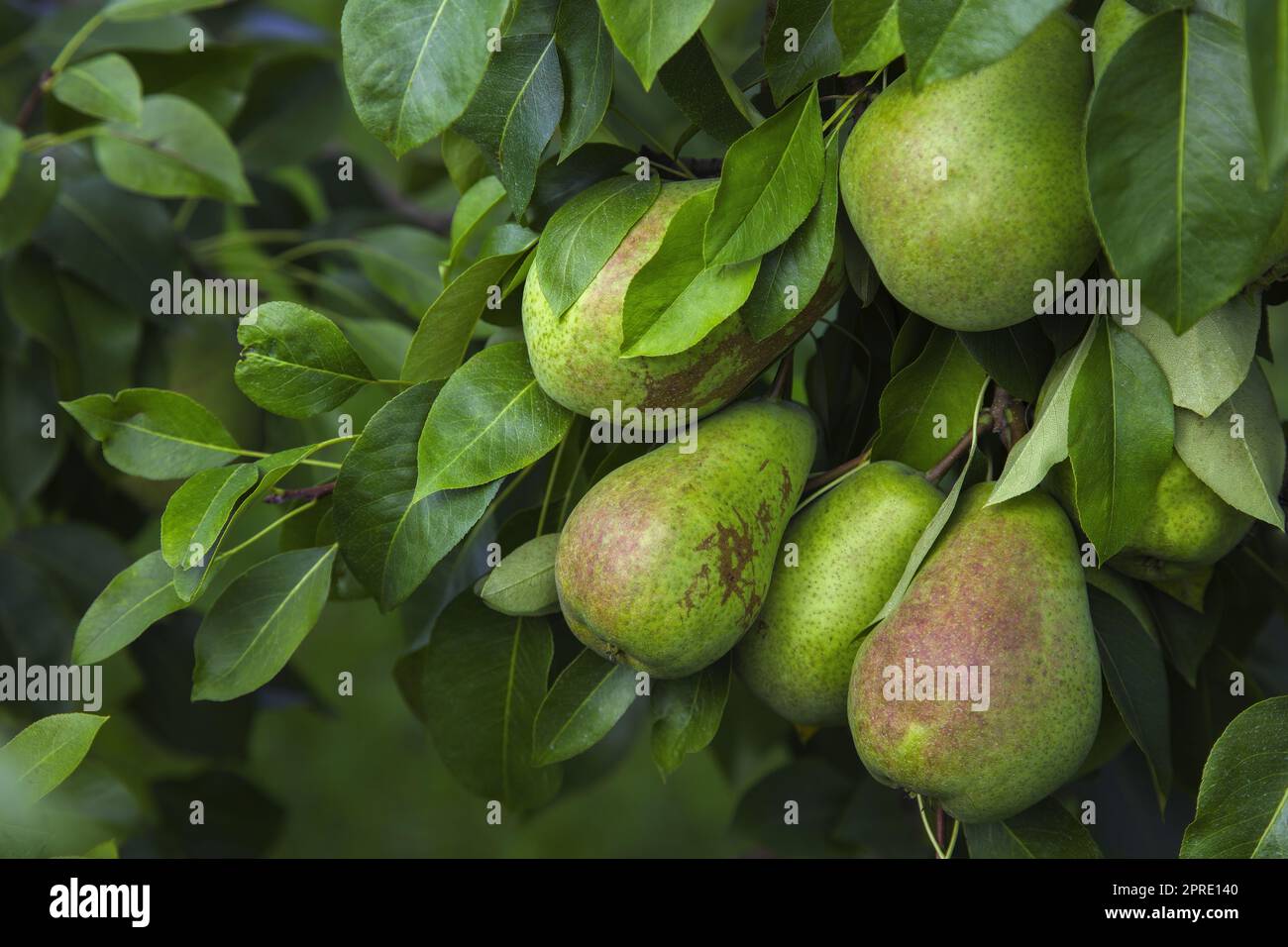 pears tree organic orchard natural fresh sweet fruits agriculture Stock ...