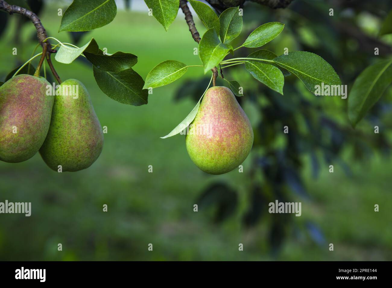 fresh fruits pears tree natural nutrition organic orchard agriculture ...