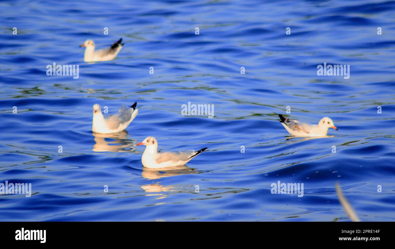 Seagulls floating in the water , Living together in a large group Is a ...