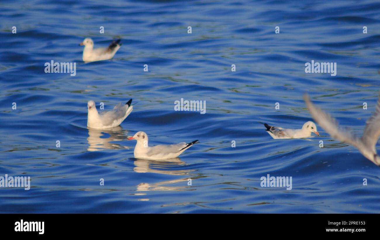 Seagulls floating in the water , Living together in a large group Is a ...