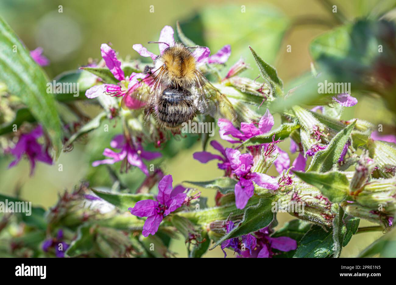 wild bee collects nectar from wildflowers Stock Photo - Alamy