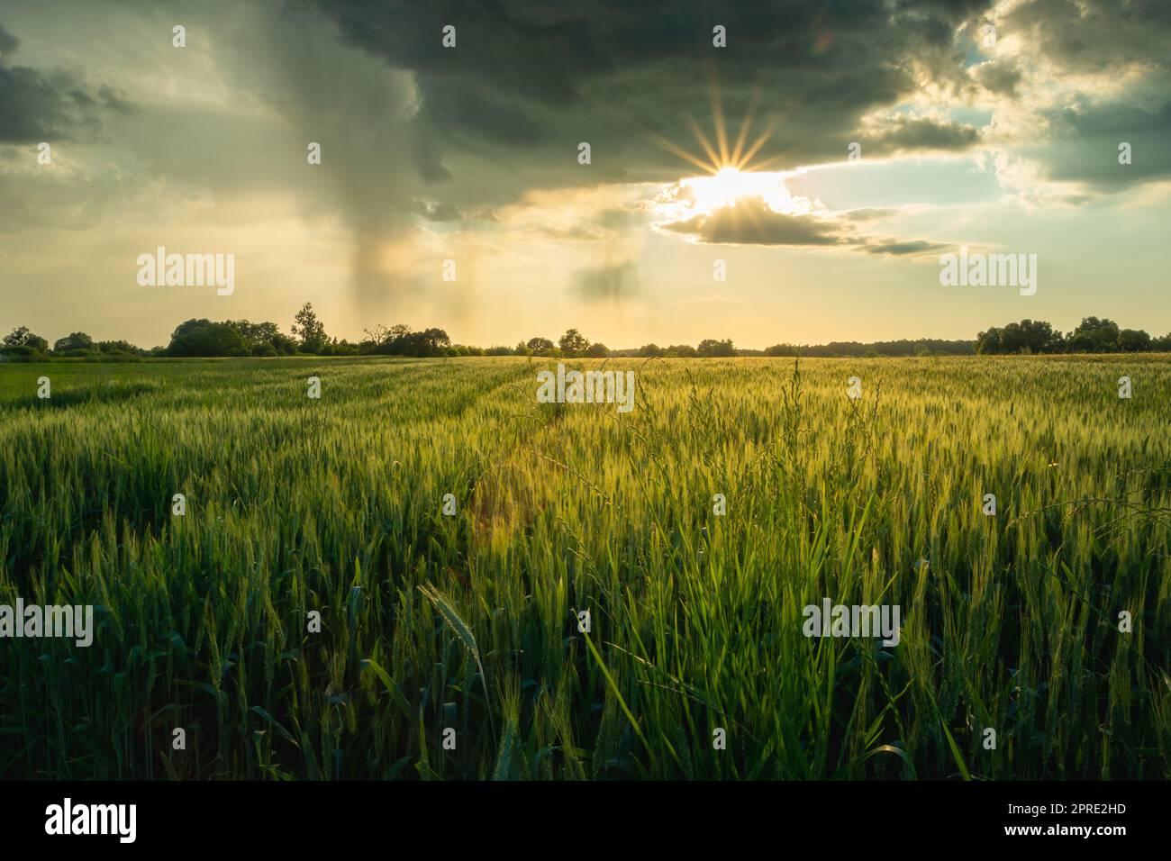 The sun is coming out from behind a cloud above the grain field, Spring ...