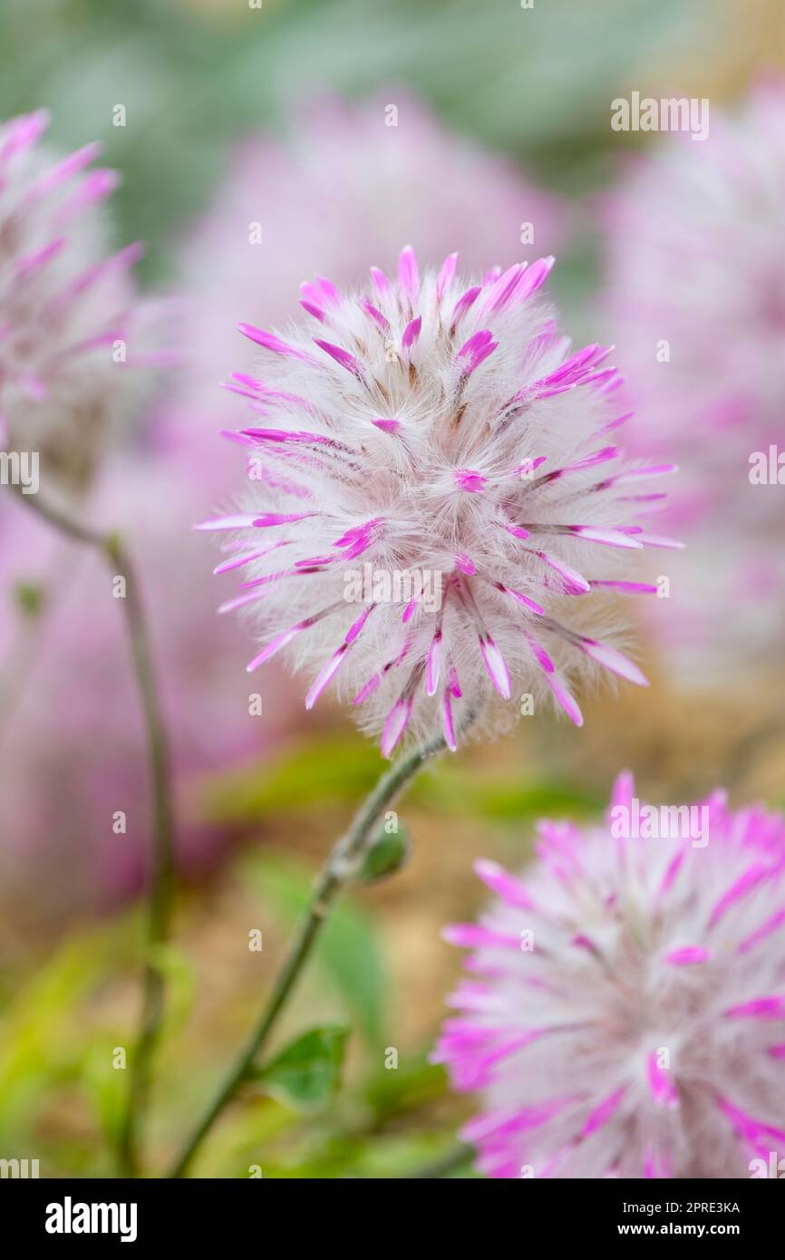 Hairy mulla mulla flowers hi-res stock photography and images - Alamy