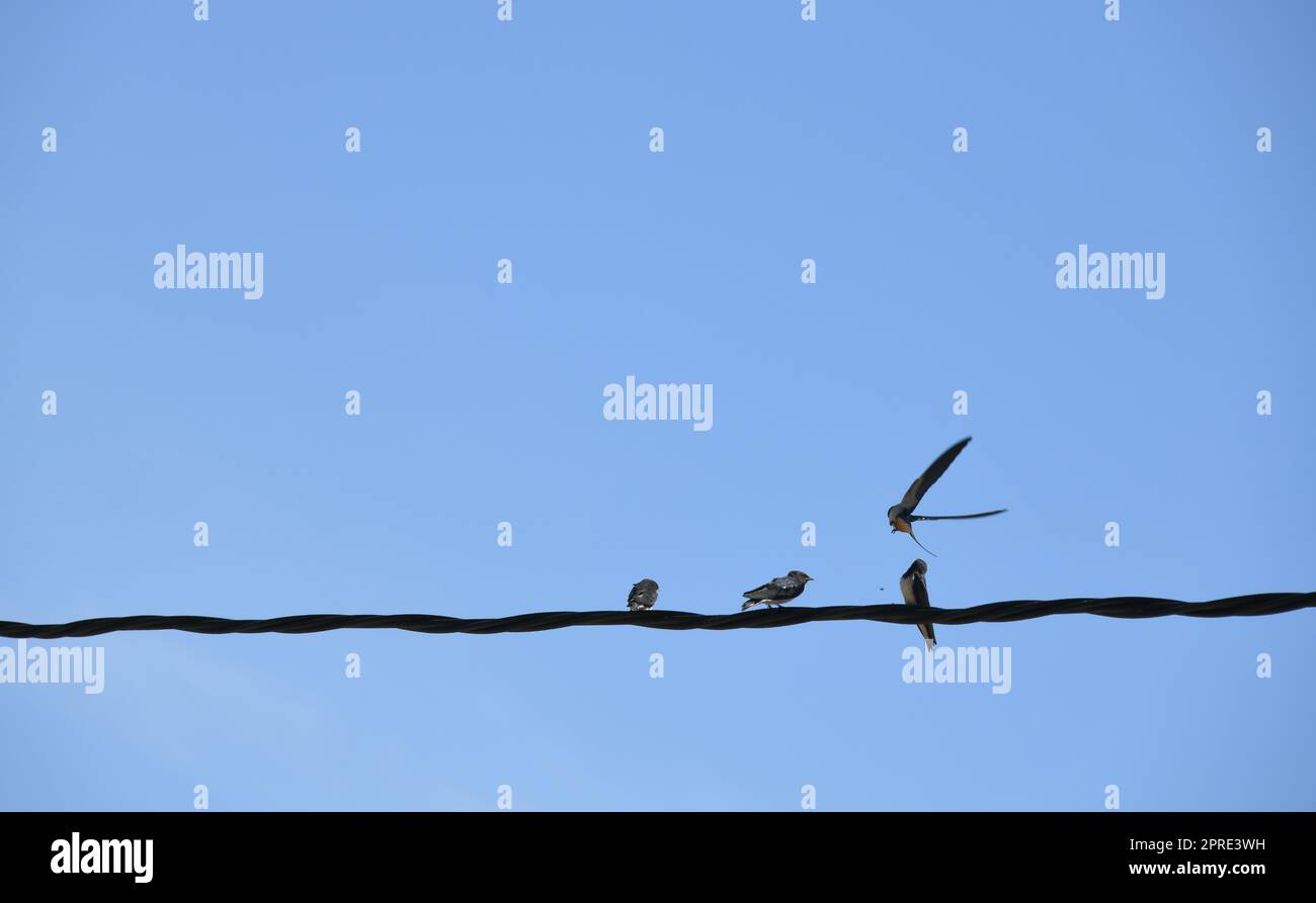 Snatching insects hi-res stock photography and images - Alamy