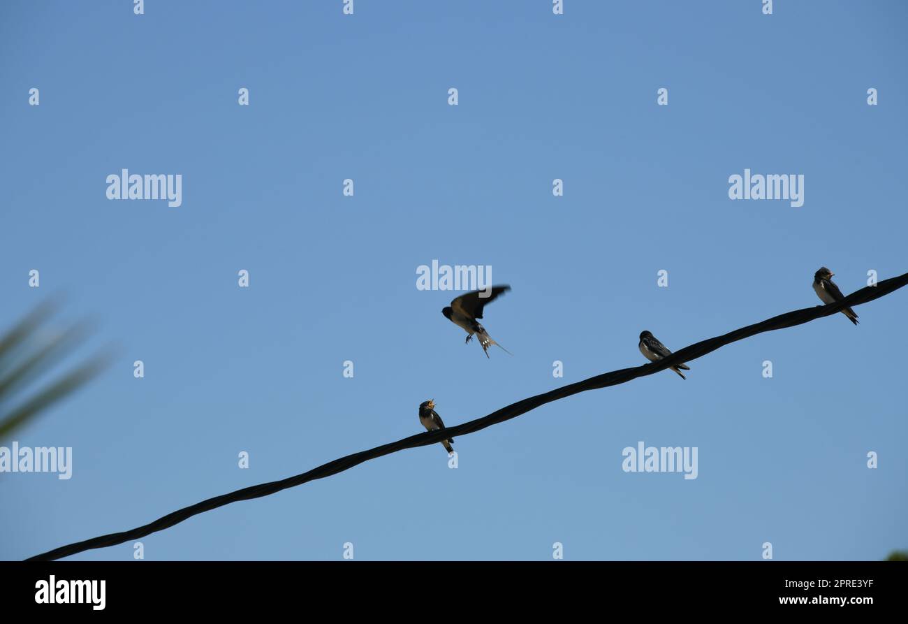 School of swallows snatching insects hi-res stock photography and ...