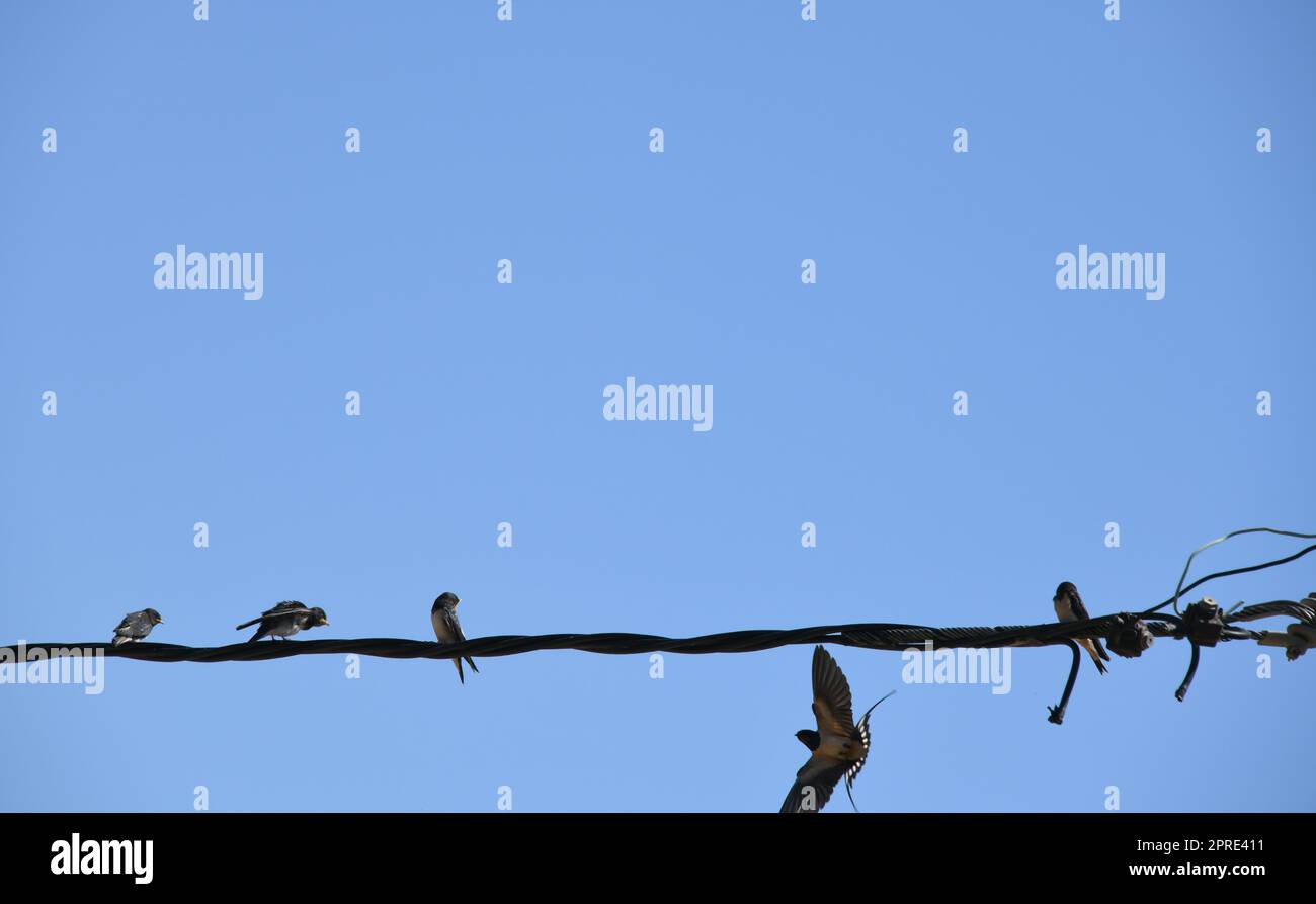 Snatching insects hi-res stock photography and images - Alamy