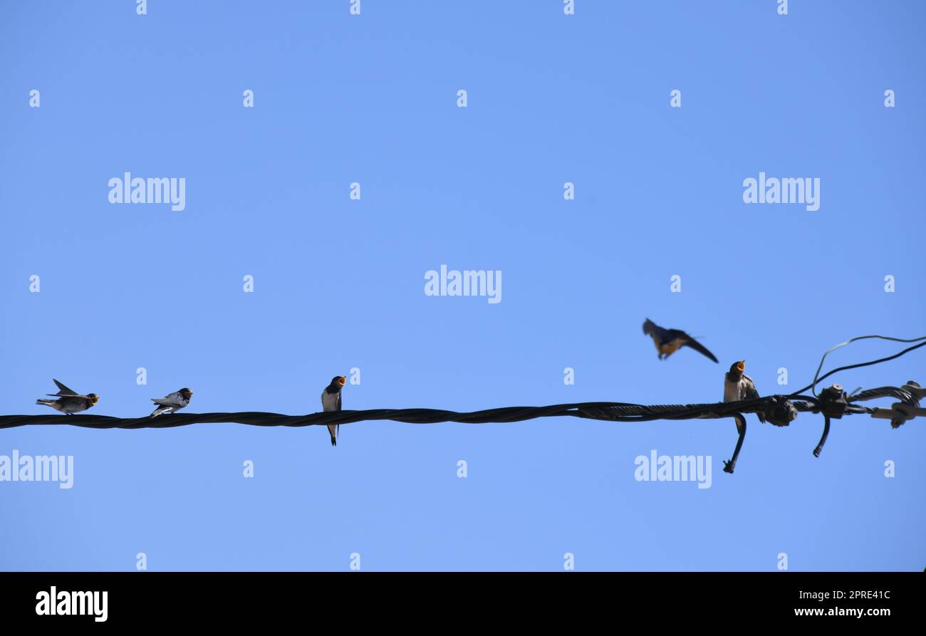 Snatching insects hi-res stock photography and images - Alamy