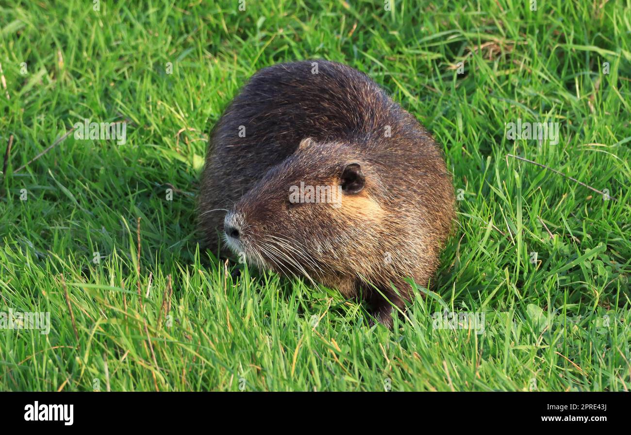 Nutria, Myocastor coypus Stock Photo - Alamy