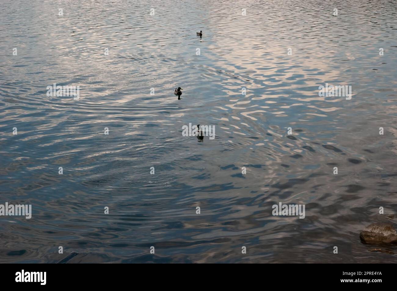 wild ducks float on water with fine ripples Stock Photo - Alamy