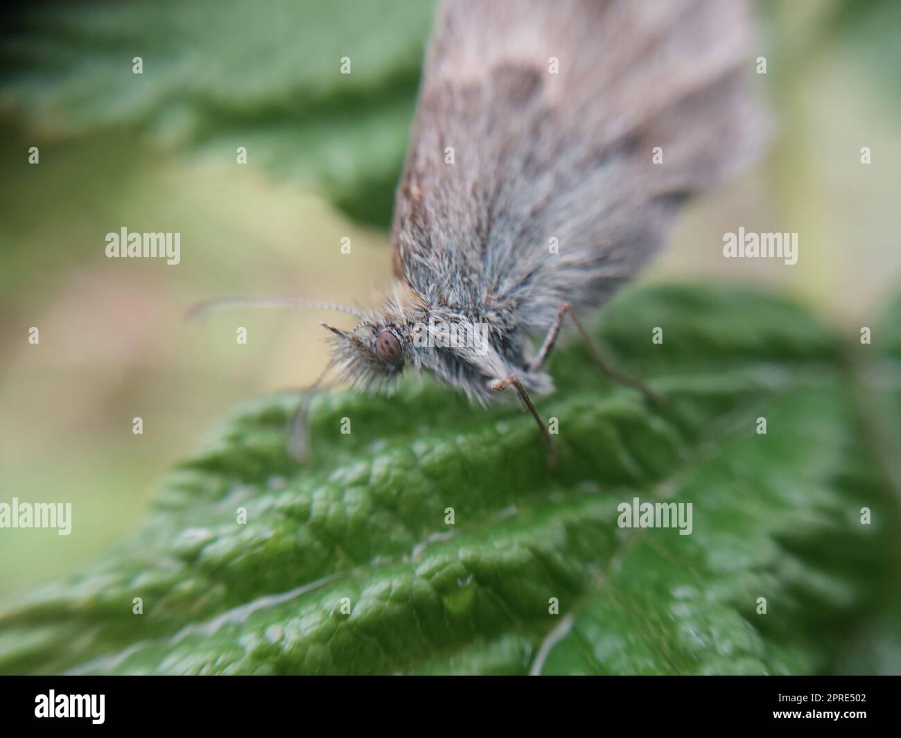 Night butterfly moth on a the green leaf Stock Photo - Alamy