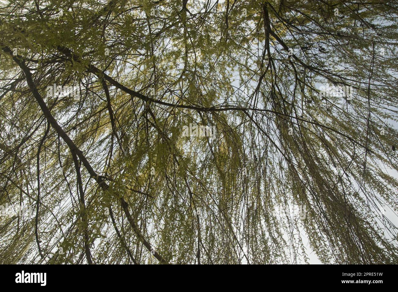 A tent of willow branches with young spring leaves against the sky ...