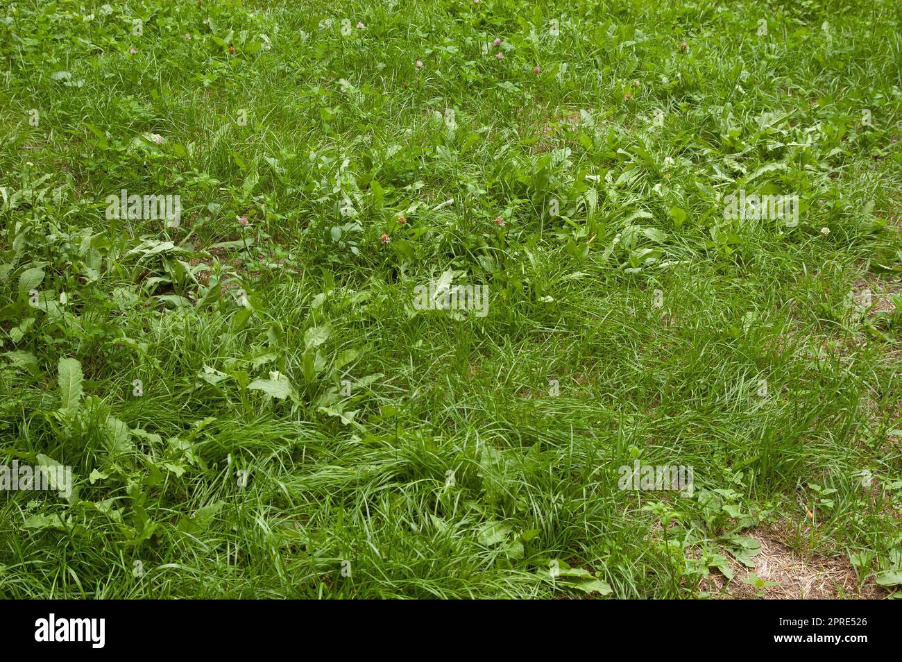 summer background: lush green grass Stock Photo - Alamy