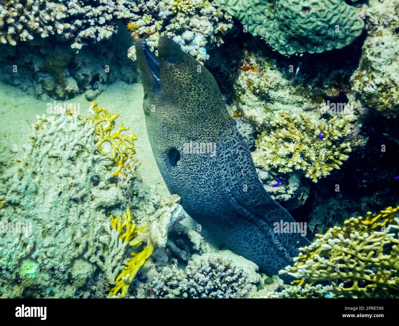 giant moray eel between the corals in the red sea egypt Stock Photo - Alamy
