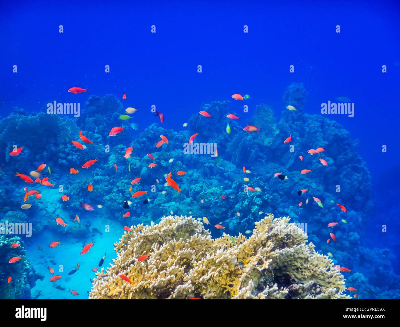 incredible beautiful fishes over corals in deep blue water while diving ...