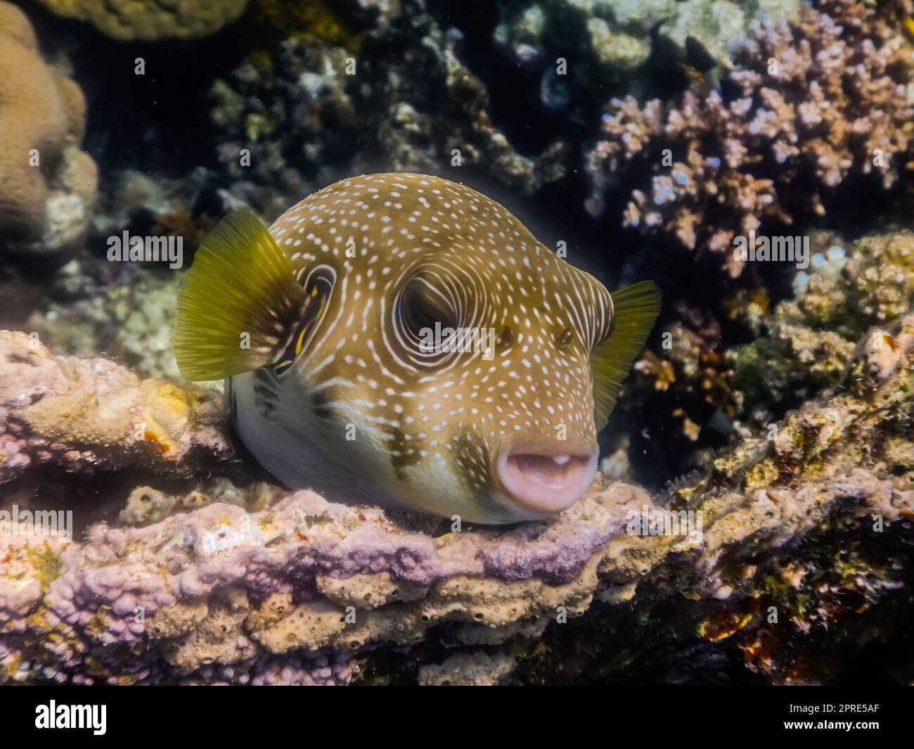 White spotted stingray on sea hi-res stock photography and images - Alamy