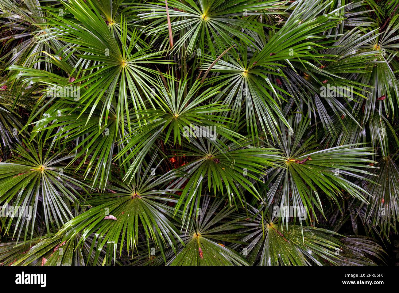 Fantastic plants in Tropical rainforest, Sabah, Borneo, Malaysia Stock ...