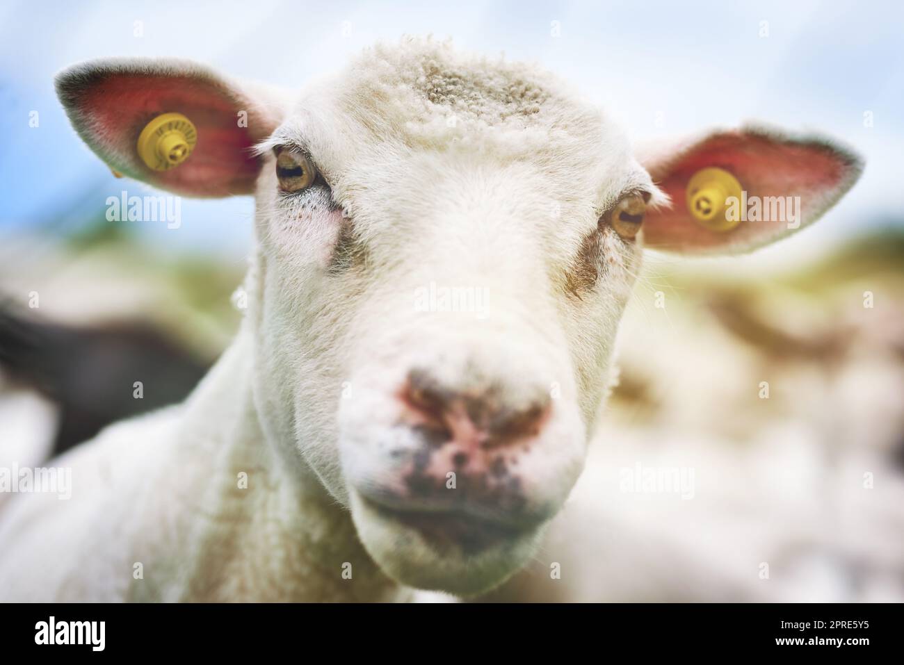 Ear tagged sheep hi-res stock photography and images - Alamy