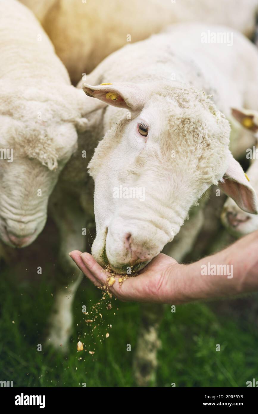 Man feeding sheep hi-res stock photography and images - Alamy