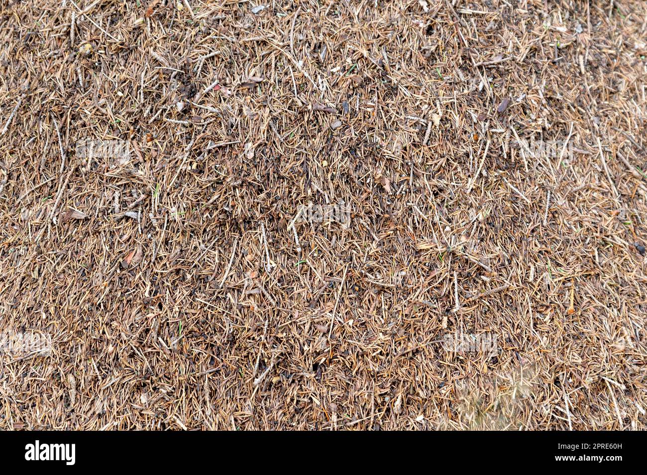 Forest soil with dry small branches and pine needles as background ...