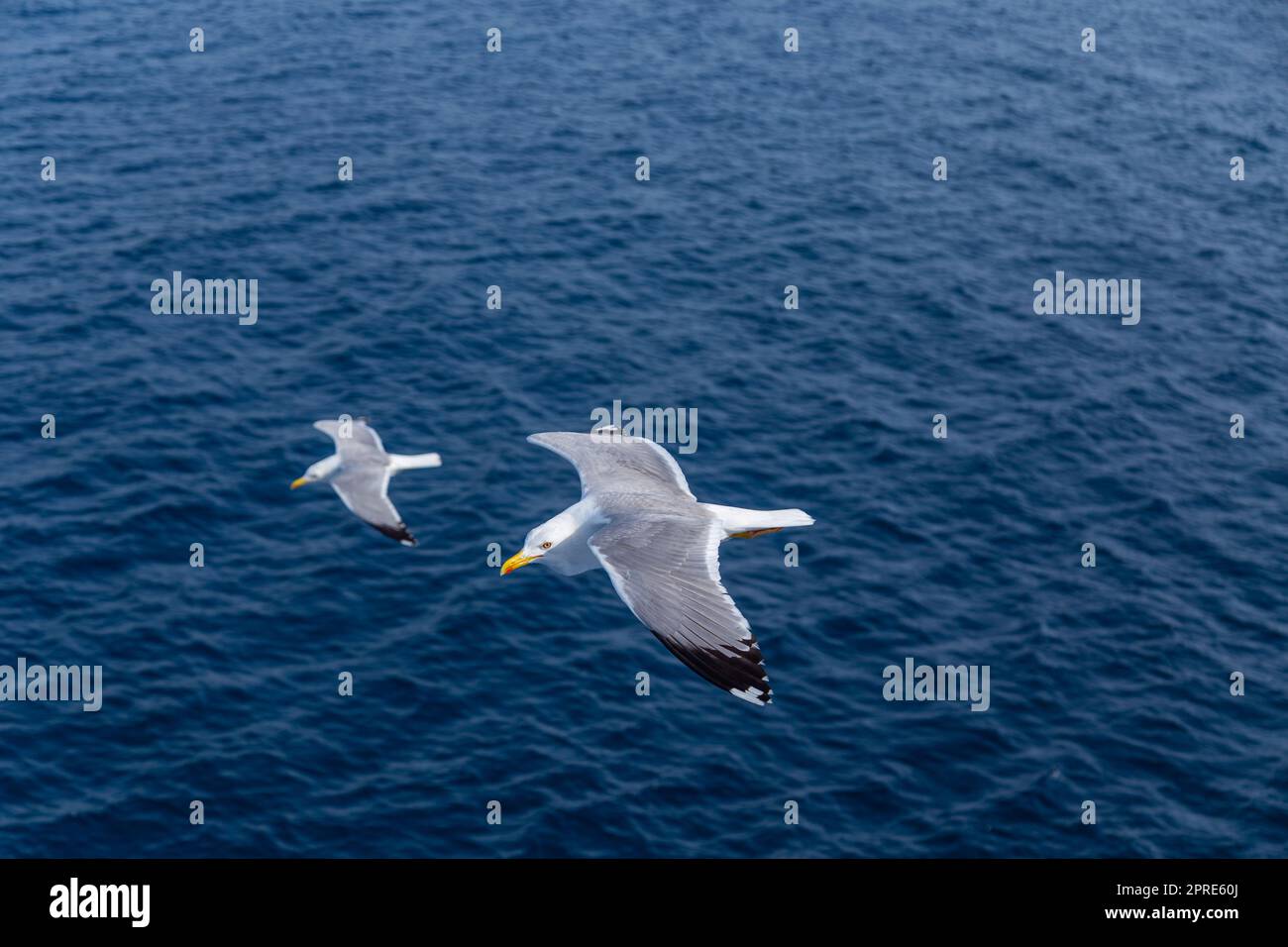 Gulls feet hi-res stock photography and images - Alamy