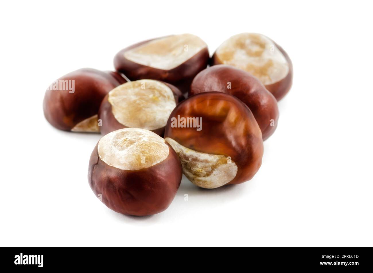 Chestnut, seeds with capsule of horse chestnut (Aesculus hippocastanum ...