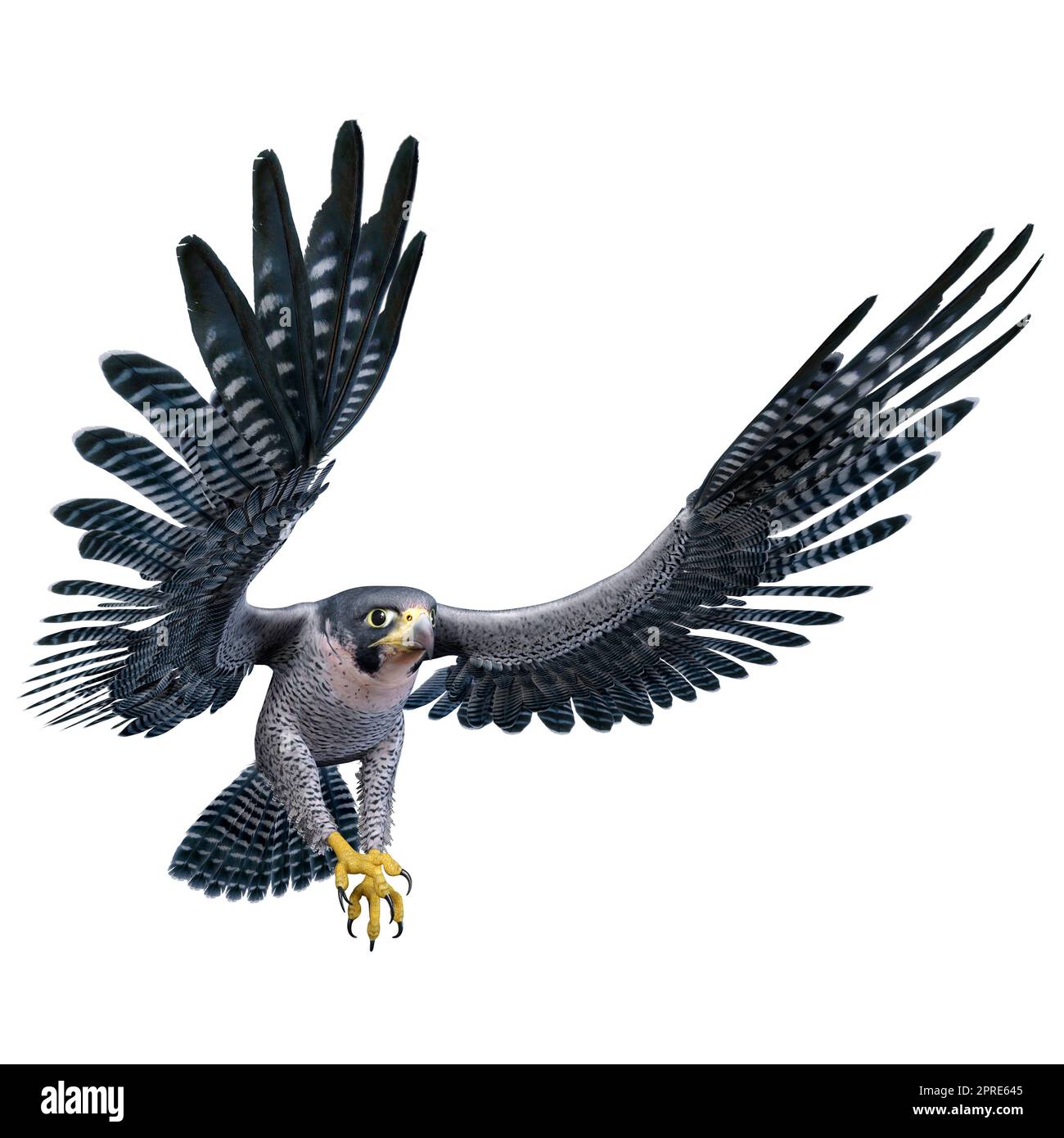 3D rendering of a falcon or bird of prey isolated on white background ...