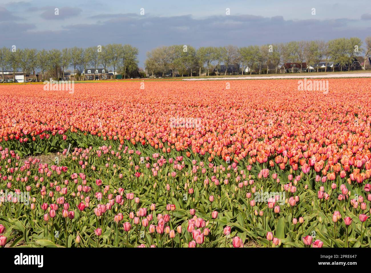 Netherlands dutch orange color hi-res stock photography and images - Alamy