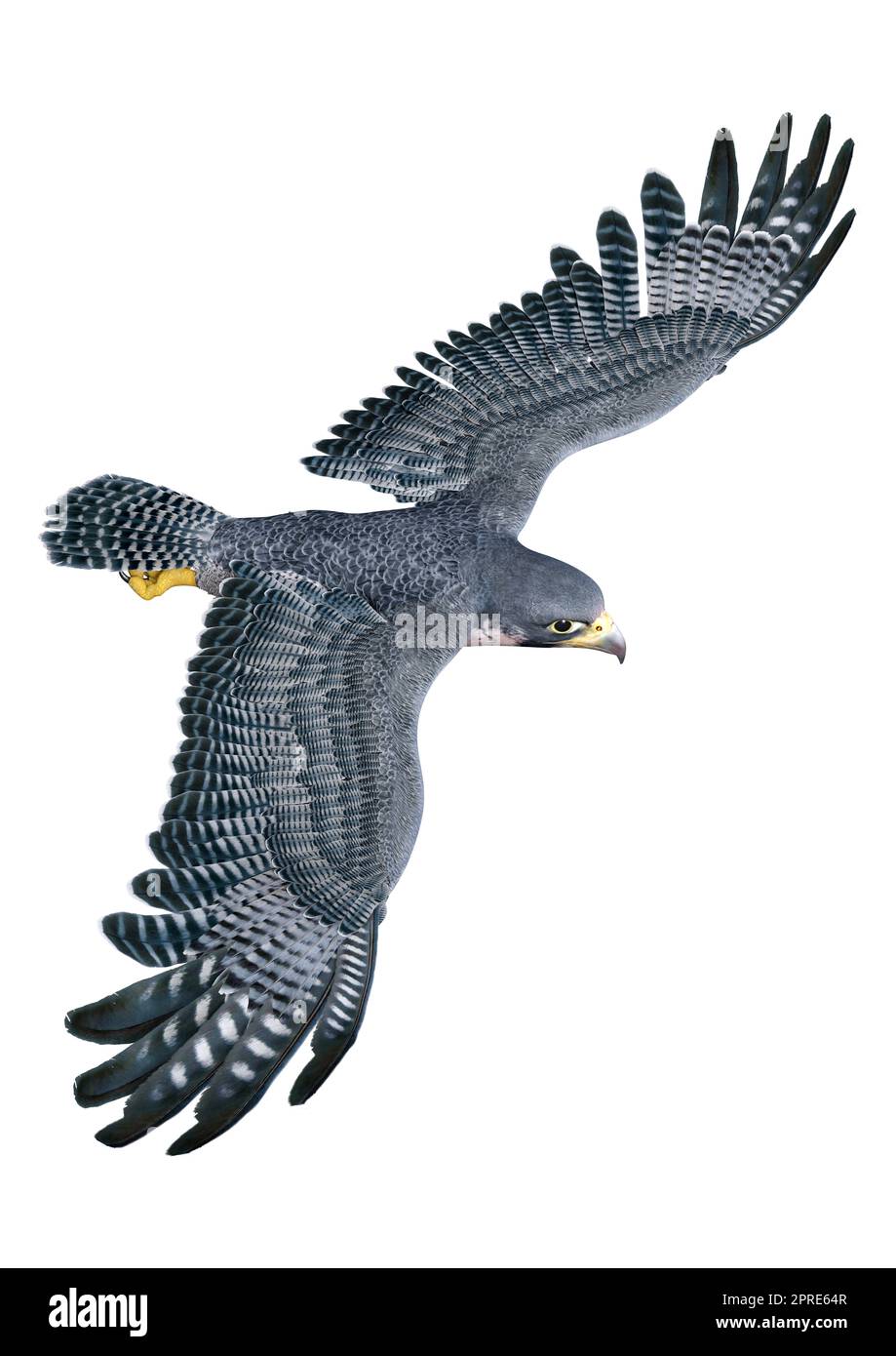 3D rendering of a falcon or bird of prey isolated on white background ...