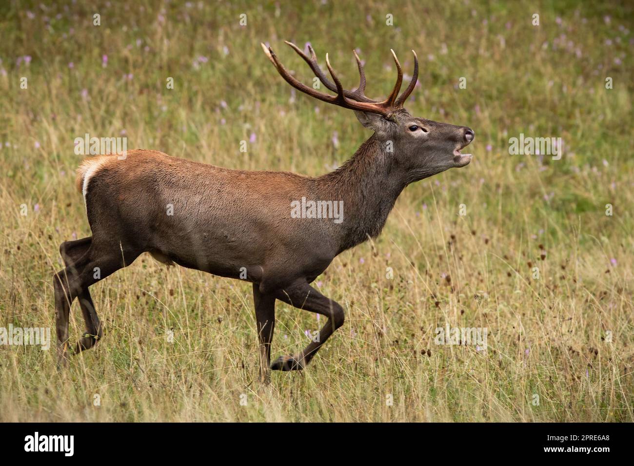 Roaring stag on a hi-res stock photography and images - Alamy