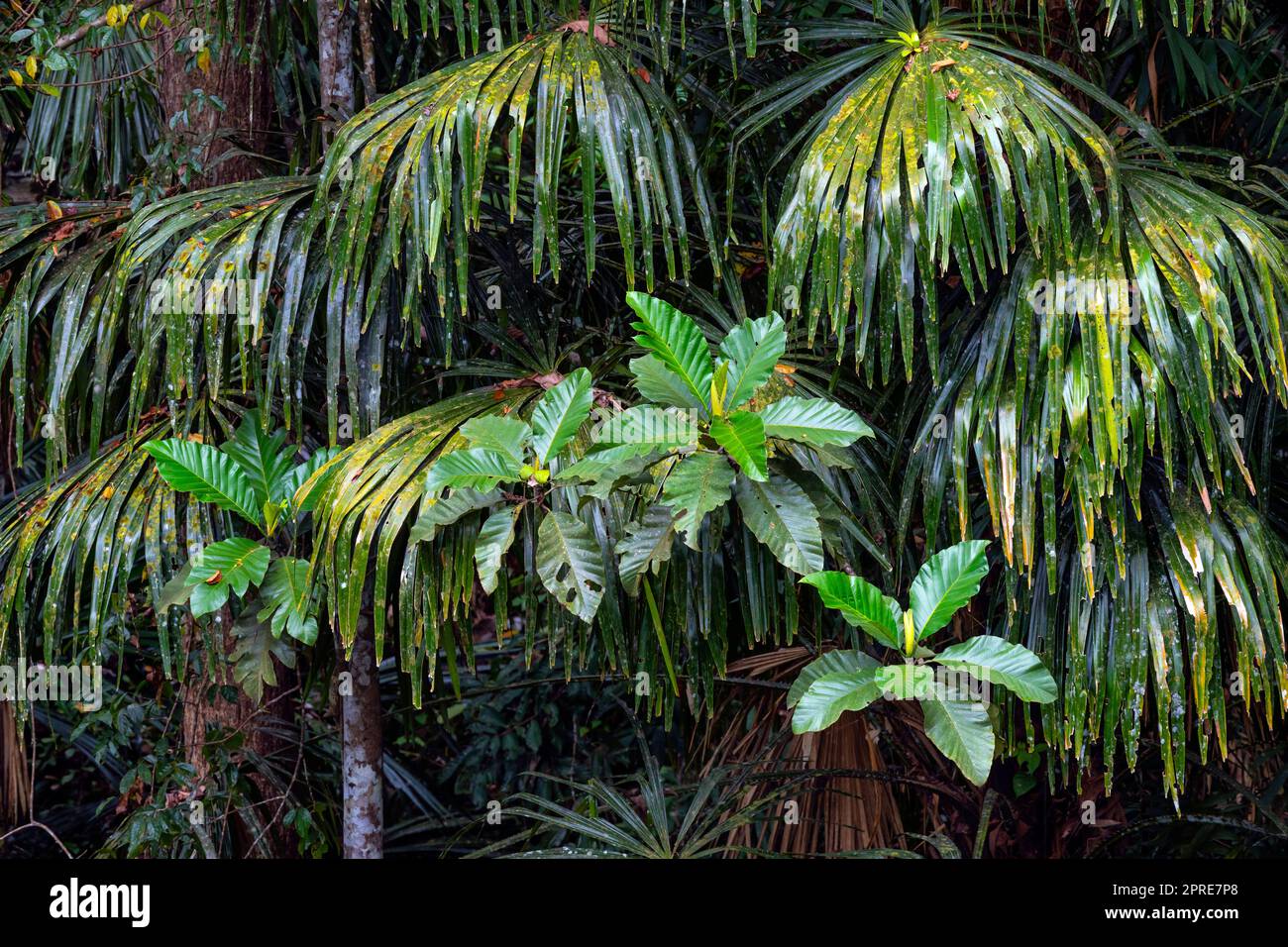 Fantastic plants in Tropical rainforest, Sabah, Borneo, Malaysia Stock ...