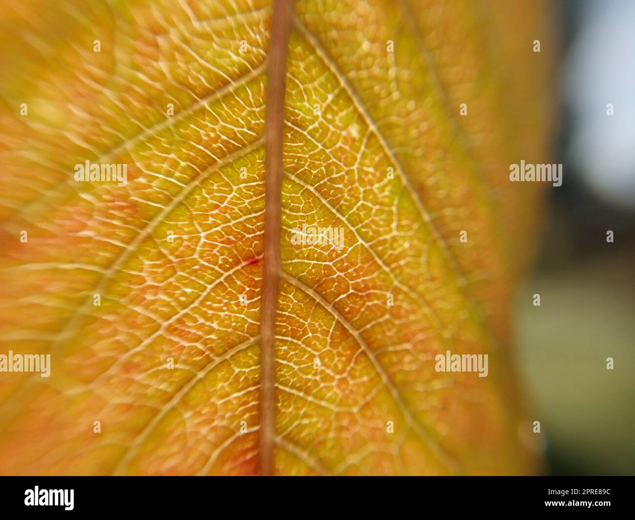 Sunlight penetrates through a leaf of a the tree Stock Photo - Alamy