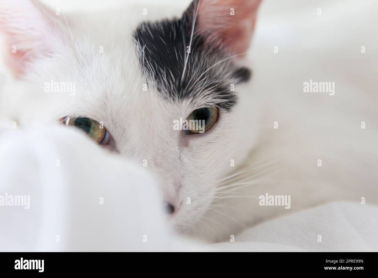 Beautiful spotted black and white young cat. He looks straight into the ...