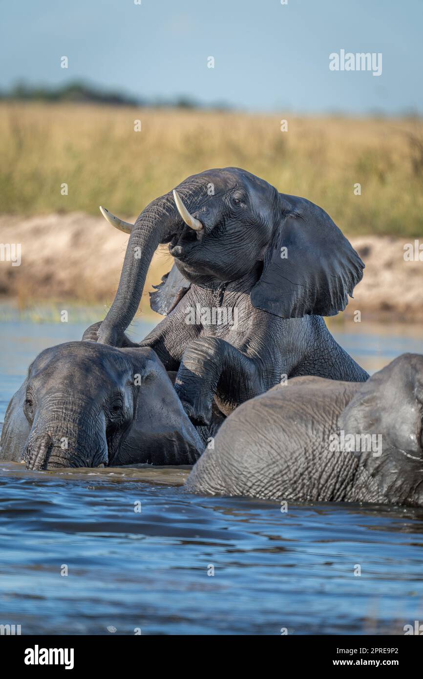 African elephant climbing on another in river Stock Photo - Alamy