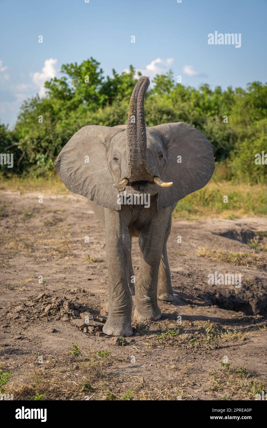 African elephant stands facing camera lifting trunk Stock Photo - Alamy