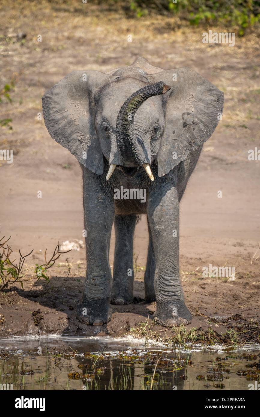 African elephant stands lifting trunk beside river Stock Photo - Alamy