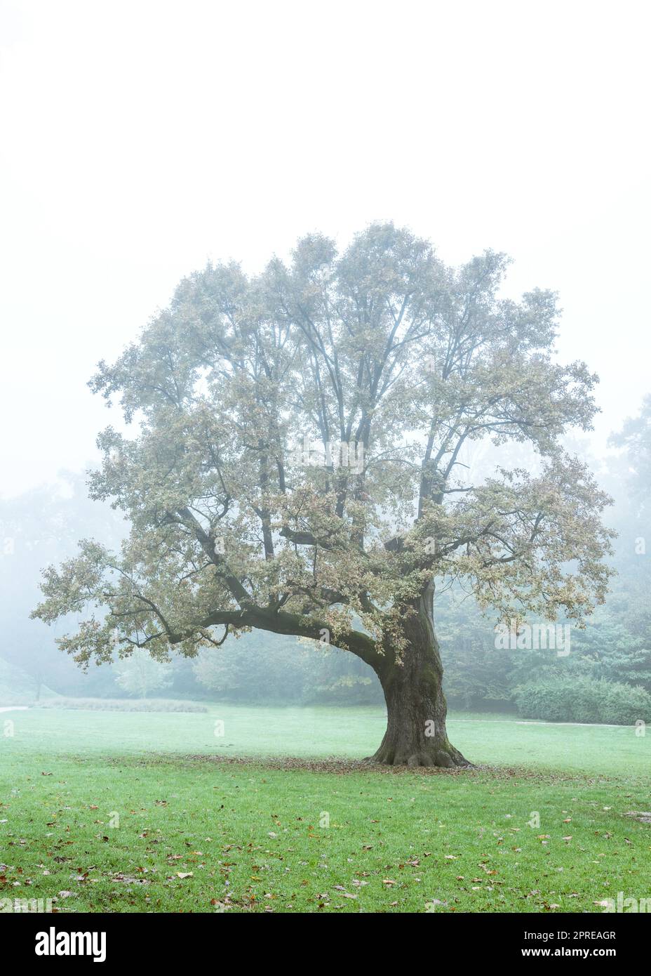 Autumn tree in Maksimir park, Zagreb, Croatia Stock Photo - Alamy