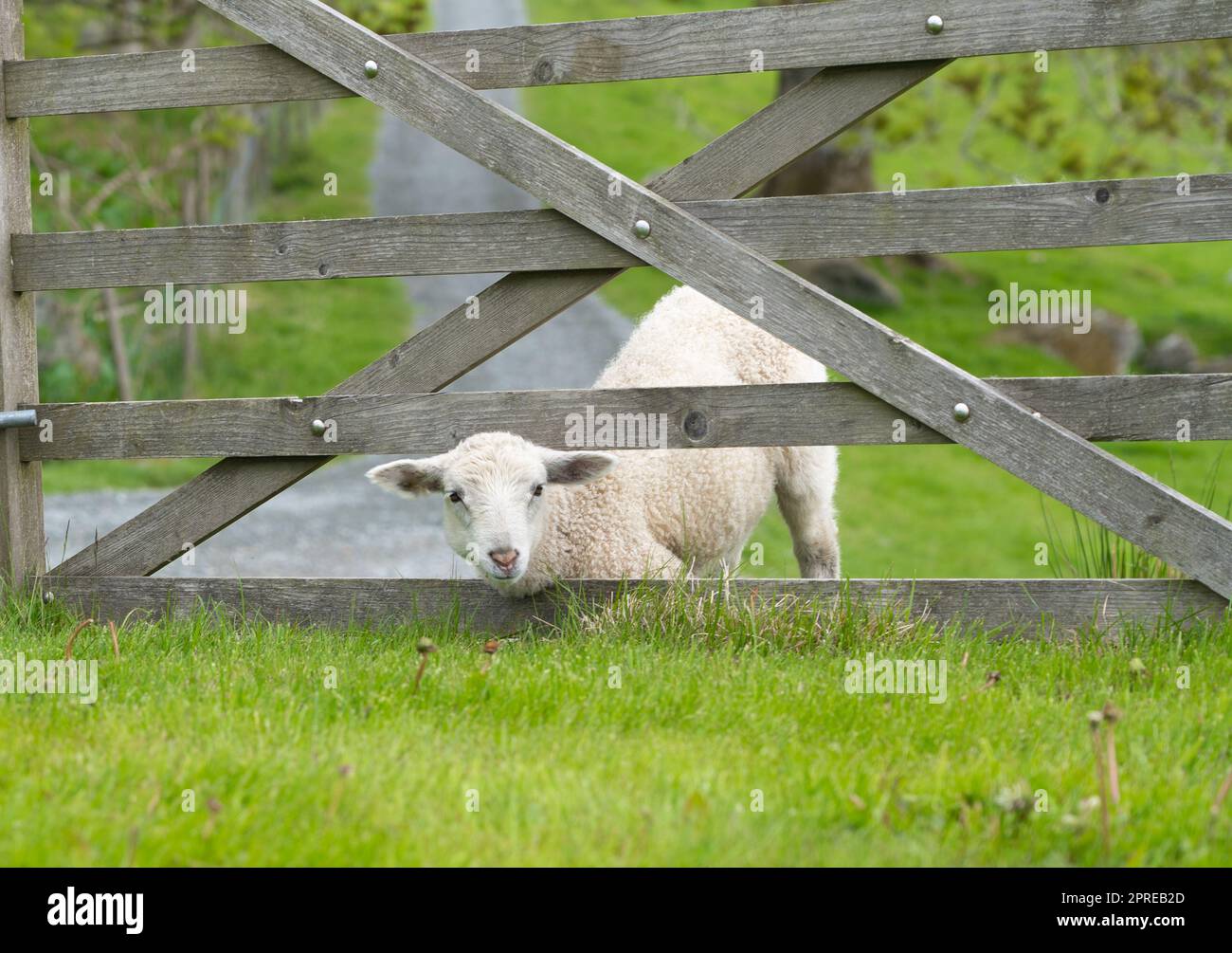 Cute little sheep sticking his head through the wooden gate and looking ...
