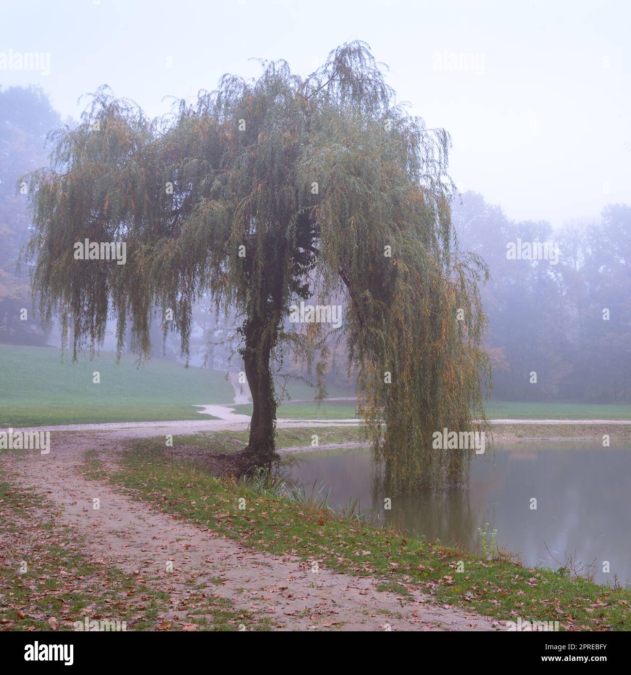 Willow tree over lake in fog. Mysterious fog over the lake Stock Photo - Alamy
