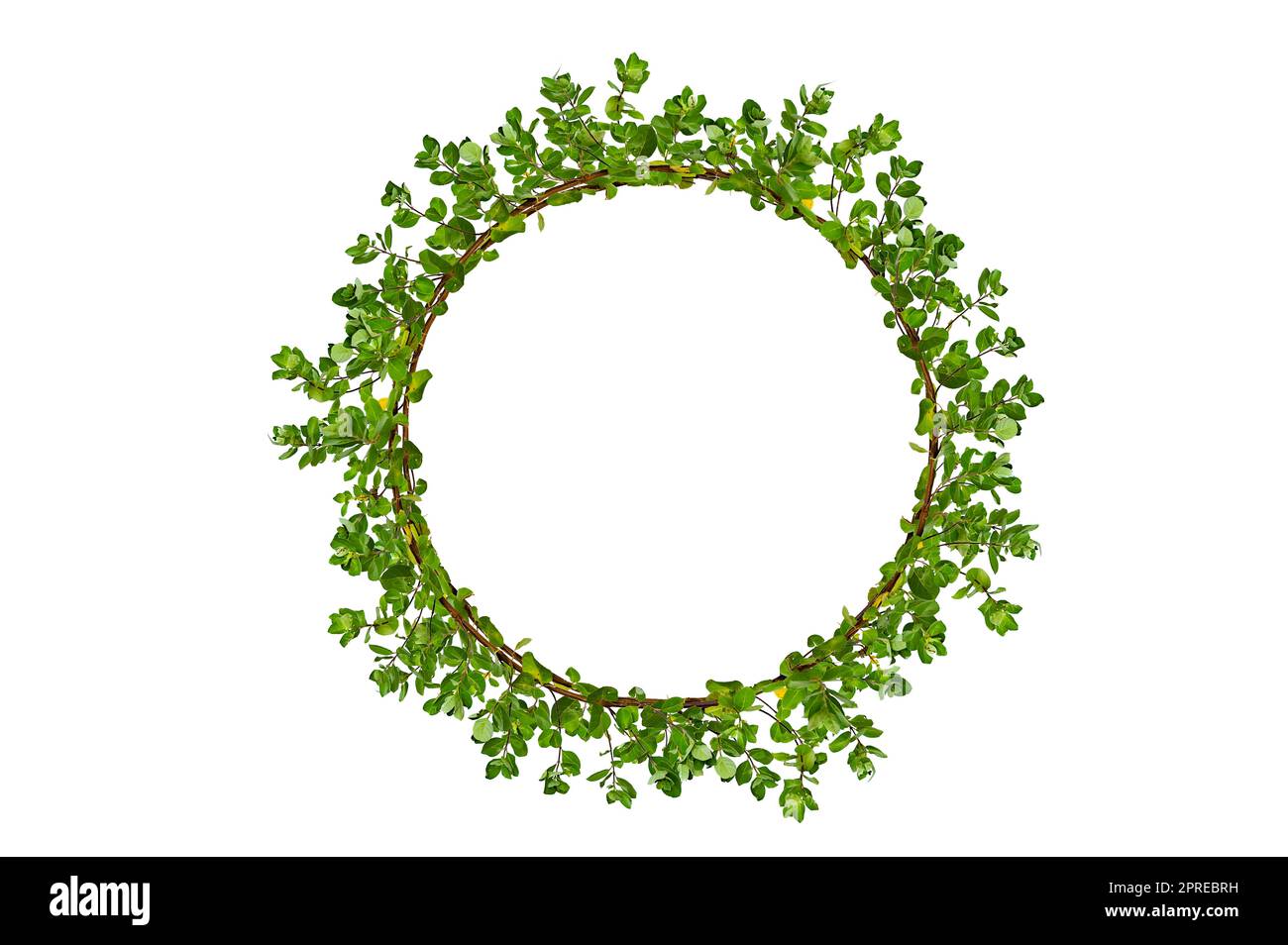 leaf vine circle isolates on a white background Stock Photo - Alamy