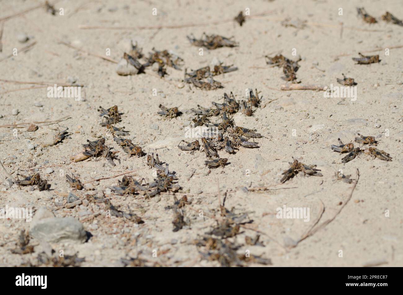 Nymphs of Moroccan locust Dociostaurus maroccanus. Cruz de Pajonales ...