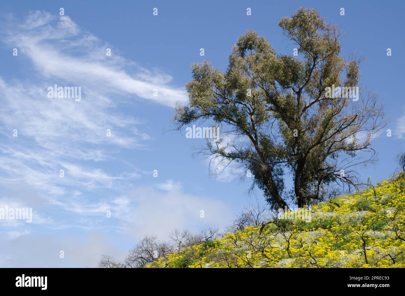 Southern blue gum Eucalyptus globulus and plants in bloom. Las Cumbres ...