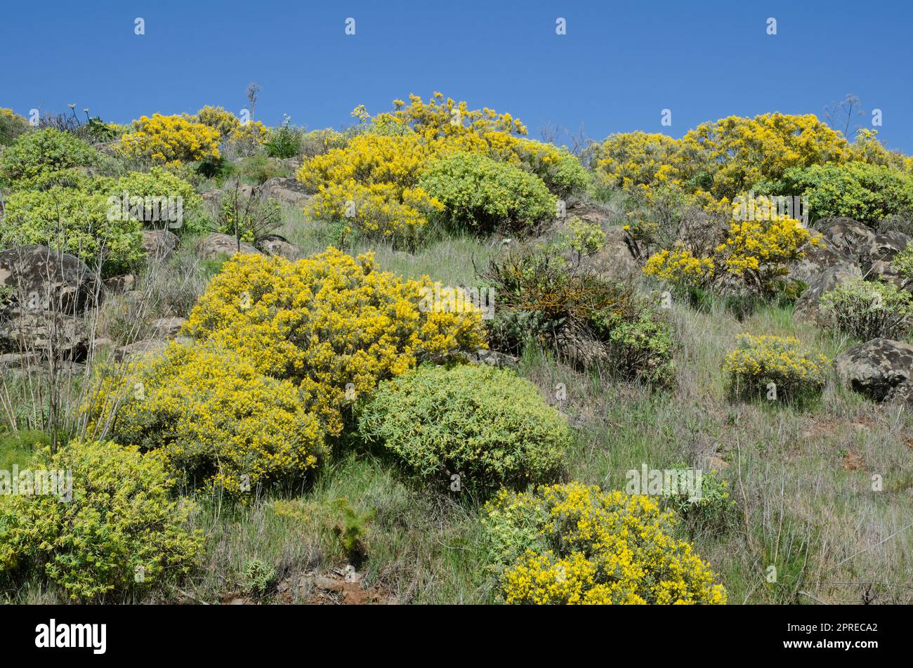 Thicket with Teline microphylla in flower and Euphorbia regis-jubae ...